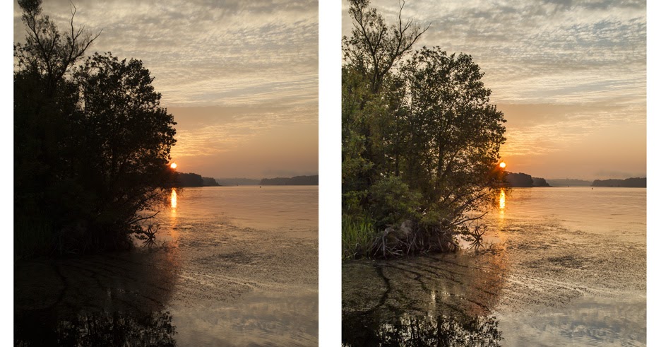 Dan Williams Bird Photography