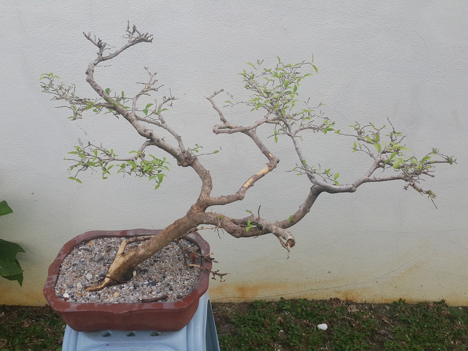 blog of amir rofie: Bonsai: Tolong kawan rawat Bonsai Santalia Part 2