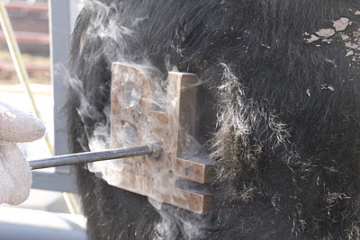 Kids, Cows and Grass: Freeze Branding Registered Cattle