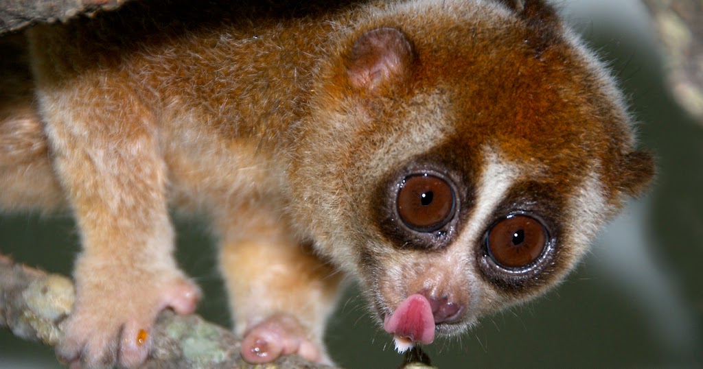 Save The Loris: Why is it threatened and what are the risk factors to ...