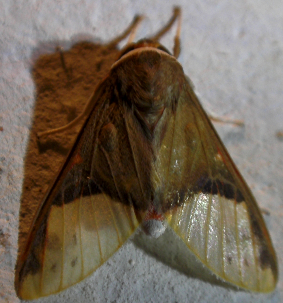 Quaoar Power Zoo: Costa Rica Moth: Evius sp
