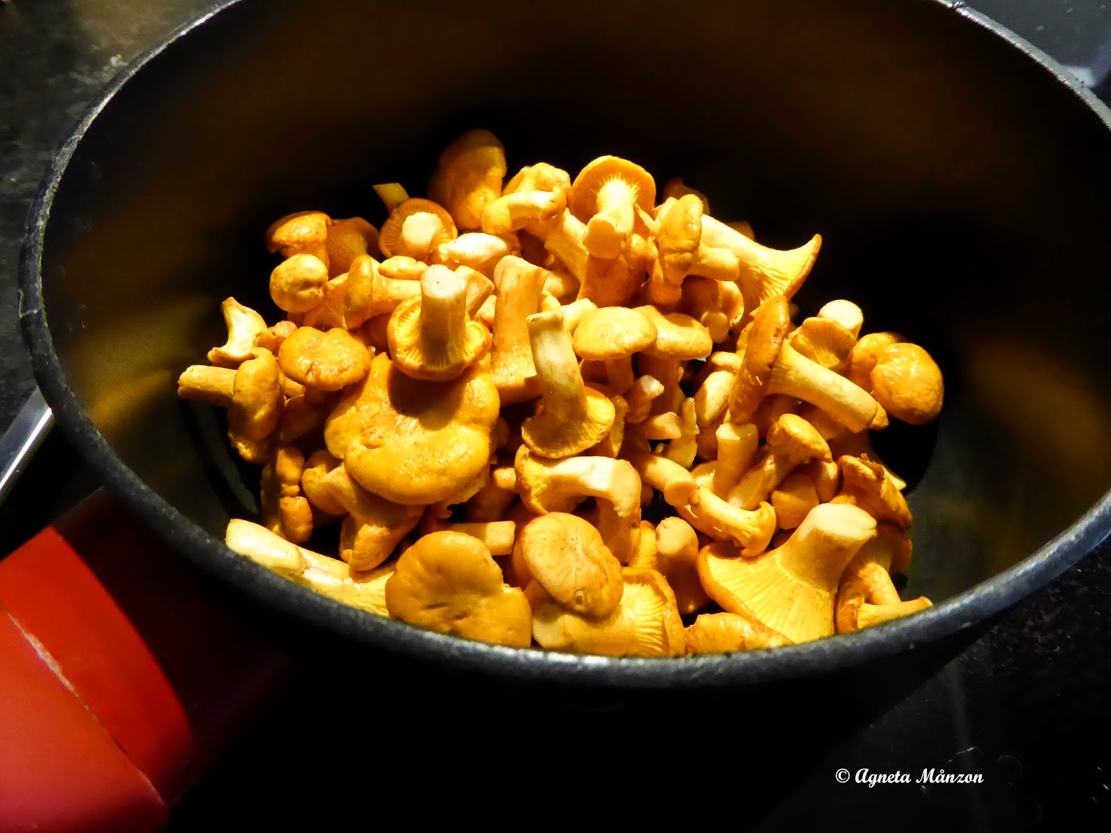 Bo på landet: Svamp