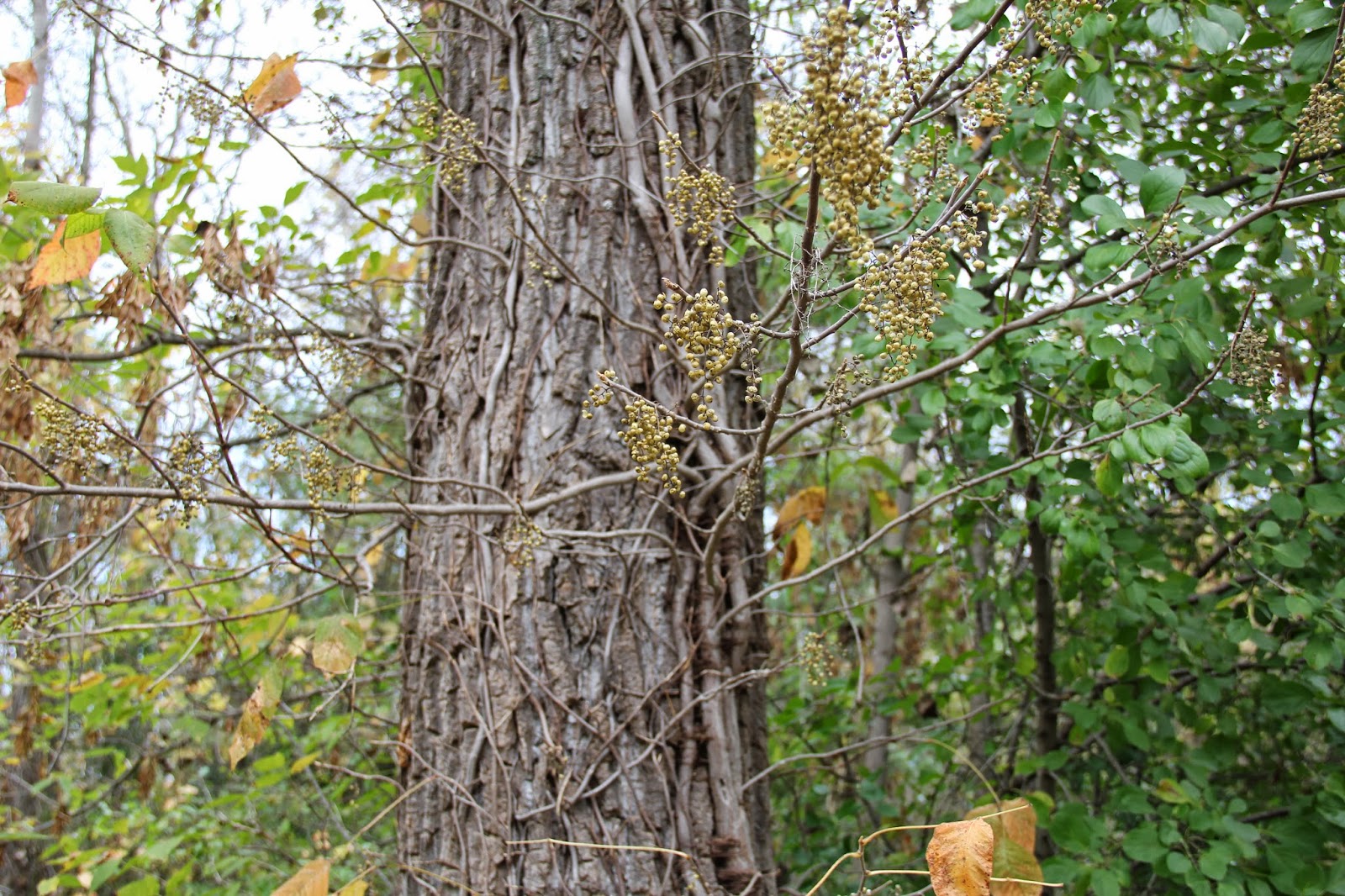 Isabella Conservation District Environmental Education Program: Poison ...
