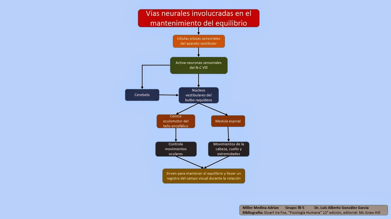 Fisiología básica: Sentido del equilibrio