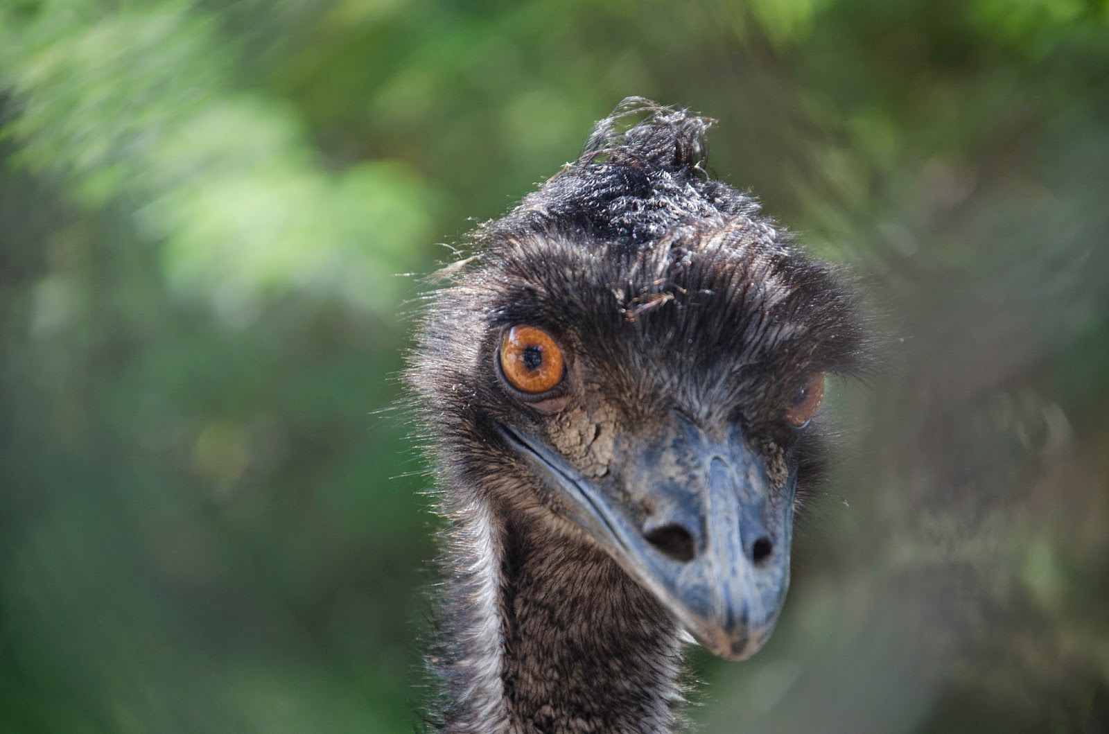 Pinay in Kuwait: KUWAIT BUCKET LIST: Visit Kuwait Zoo