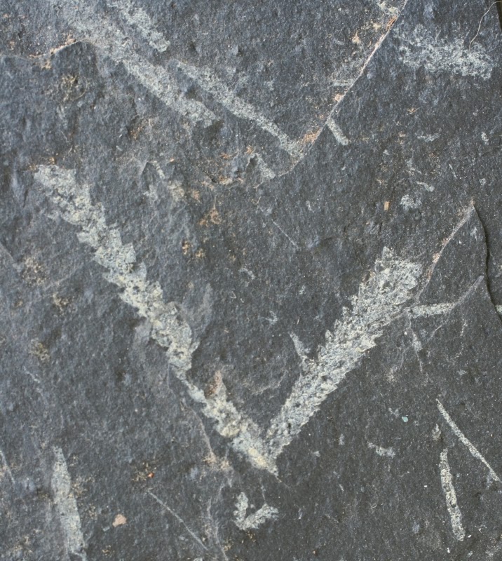 History of the Earth: March 8. Graptolites