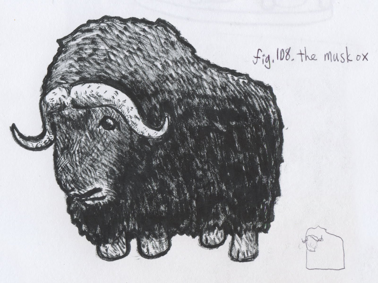 Arctic Musk Ox Drawing