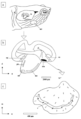 Biomimicry Selangor: The journey of a turtle: Turtle's Anatomy - Ears
