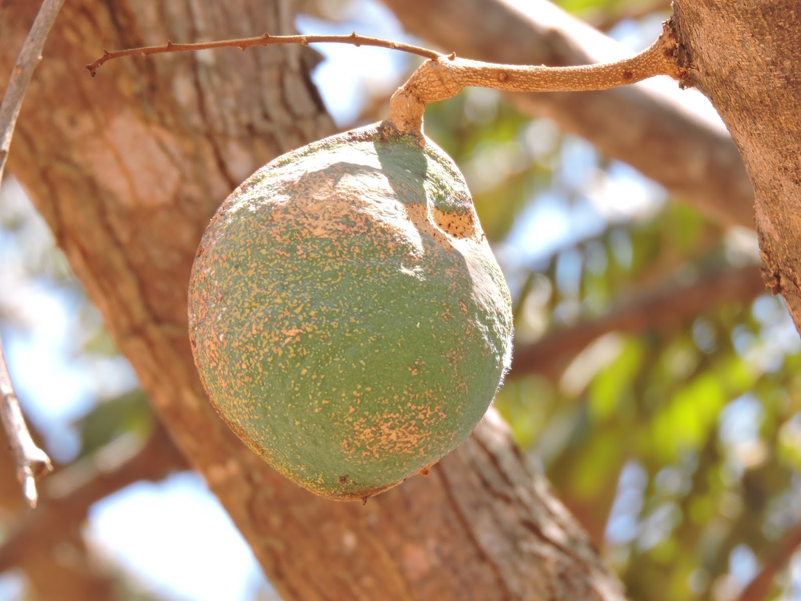 Fabaceae - Leguminosae no Brasil: Swartzia