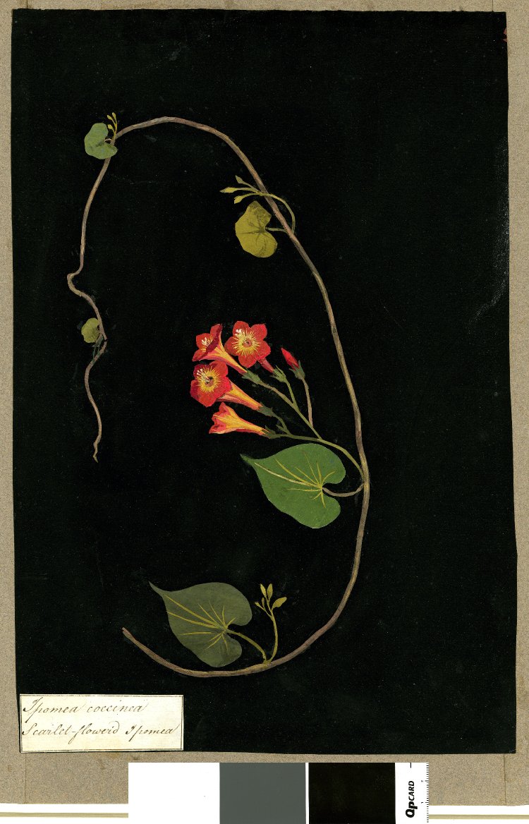 nickyskye meanderings: Mary Delany, collage artist of flowers in the 1700's