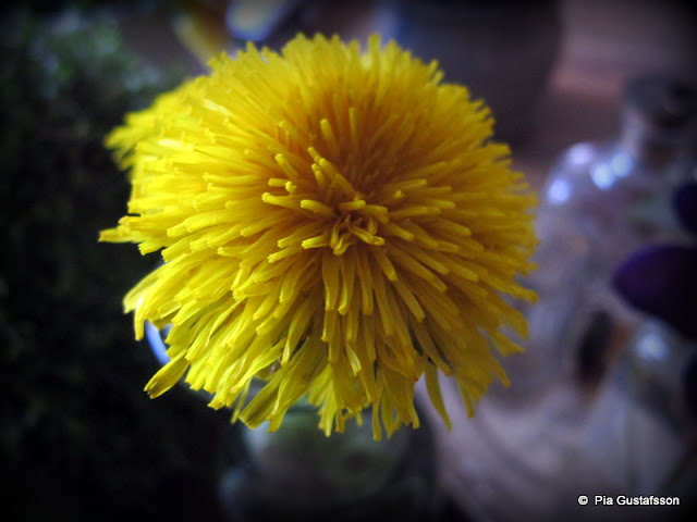 simsalabim: Den fruktade gula maskrosen vinner i dag.