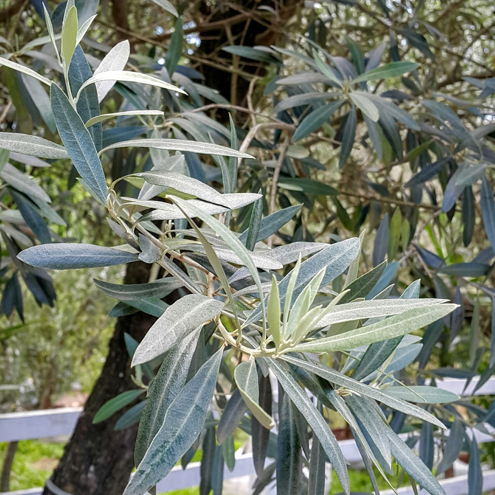 "Verdade//aspas" : 👪 Oleaceae (Olea europaea)