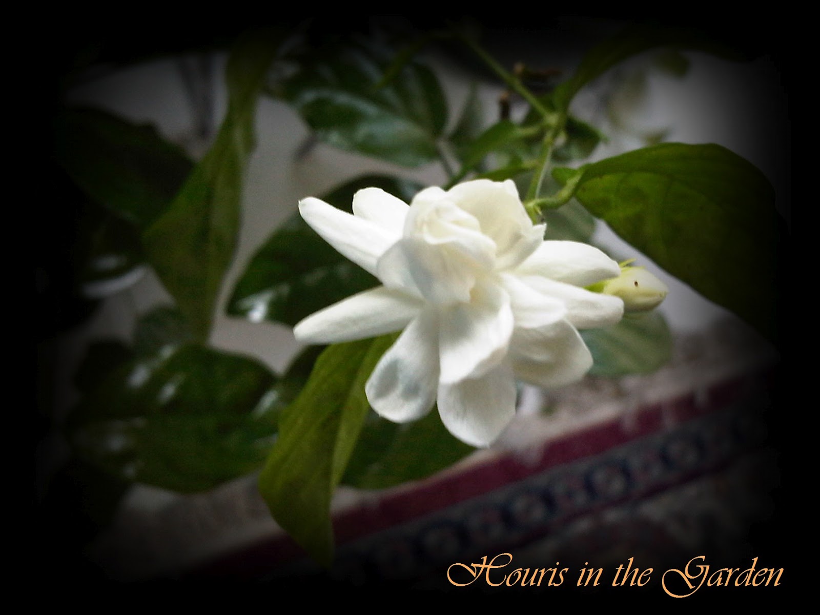 Houris in the Garden: Jasminum Sambac