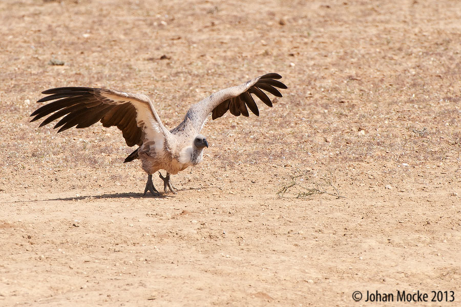 Johan Mocke Photography: Kgalagadi (2) Birds