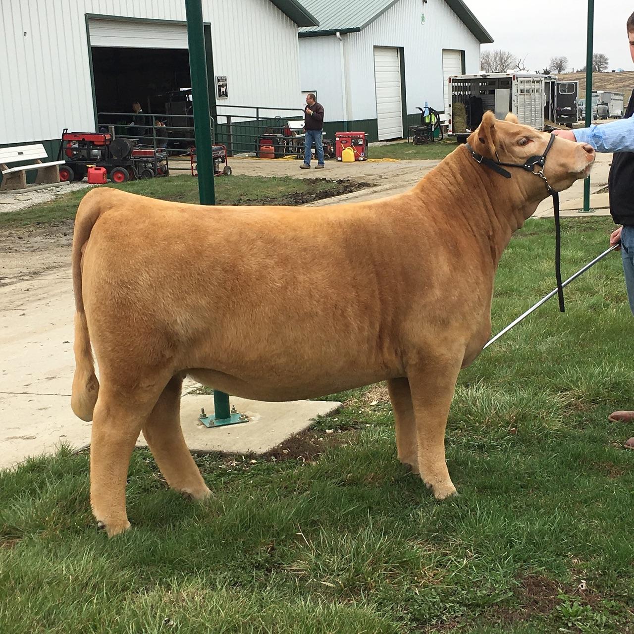 MITTAG Blog: Res Chi Heifer