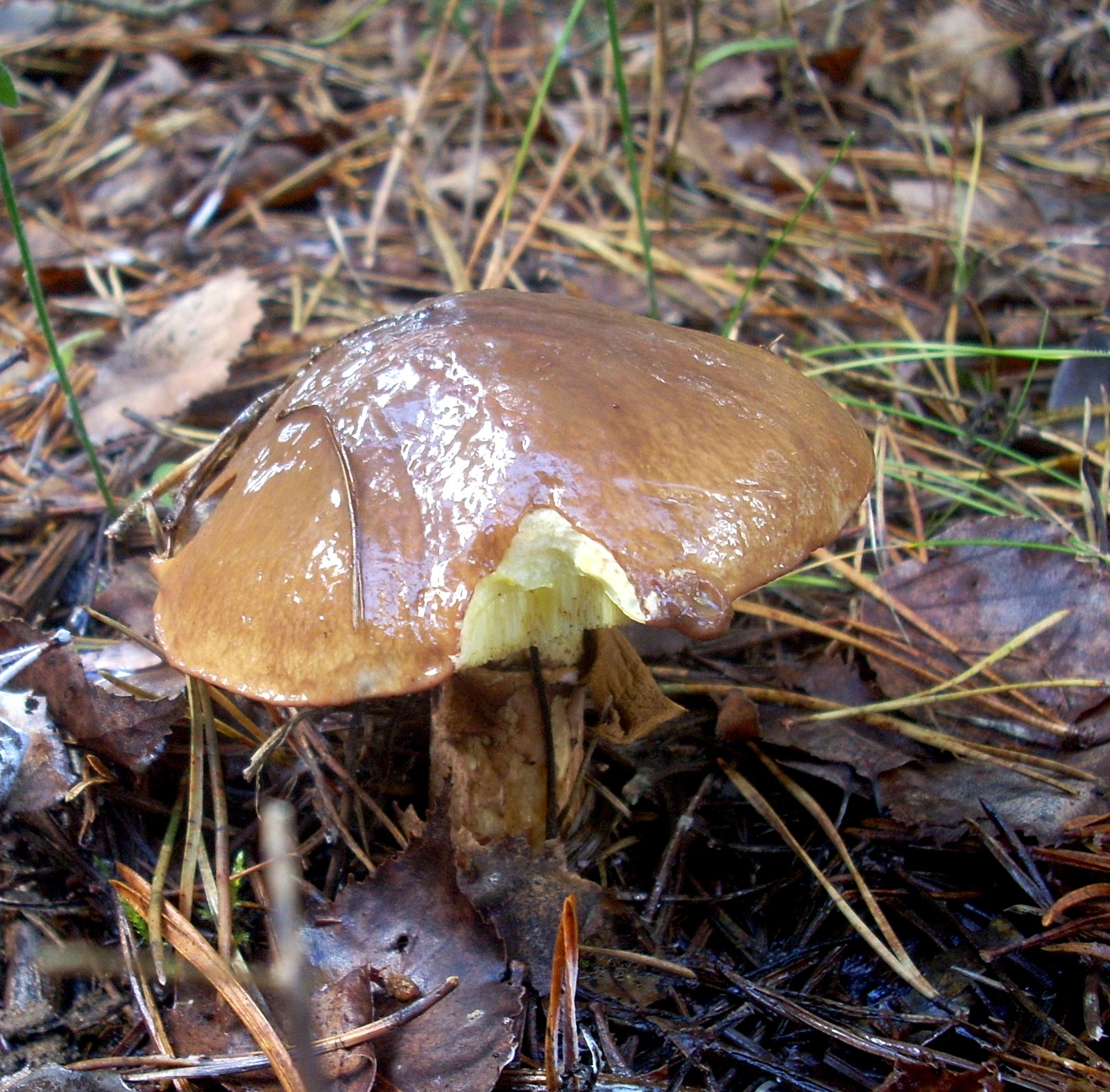 Maślak zwyczajny | Smaczna Pyza