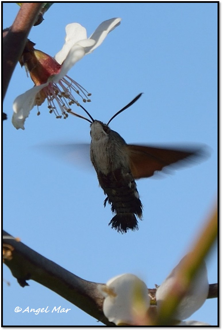 Butterflies and Dragonflies: Macroglossum stellatarum (Polilla Esfinge ...
