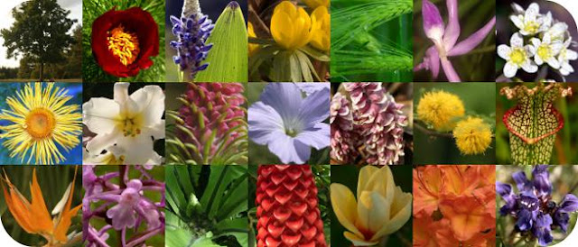 DISTRIBUTION OF FLORA AND FAUNA IN THE WORLD | Science Lovers