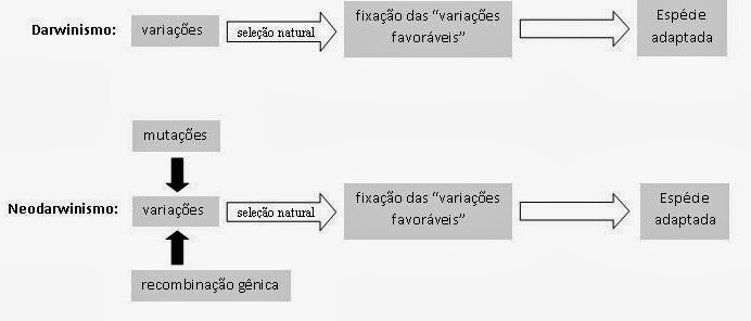 BIOBLOG DO NANDÃO: NEODARWINISMO OU TEORIA SINTÉTICA DA EVOLUÇÃO