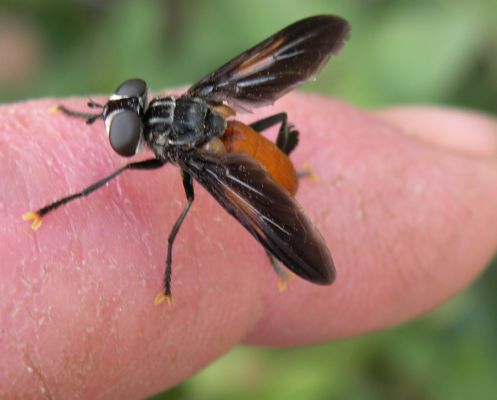 World Peace Wetland Prairie: Coming winter makes protecting wild ...