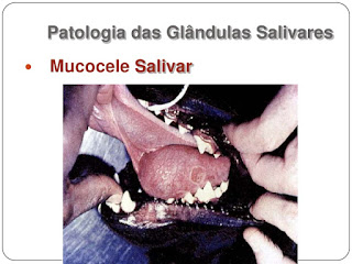 Saúde Animal: MUCOCELE