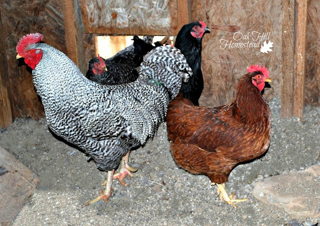 My Chickens Live Off-Grid | Essential Homestead - DBLDKR
