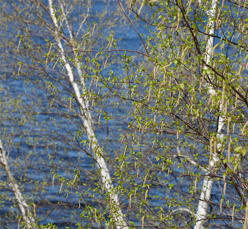 Nuncketest: Gray Birch