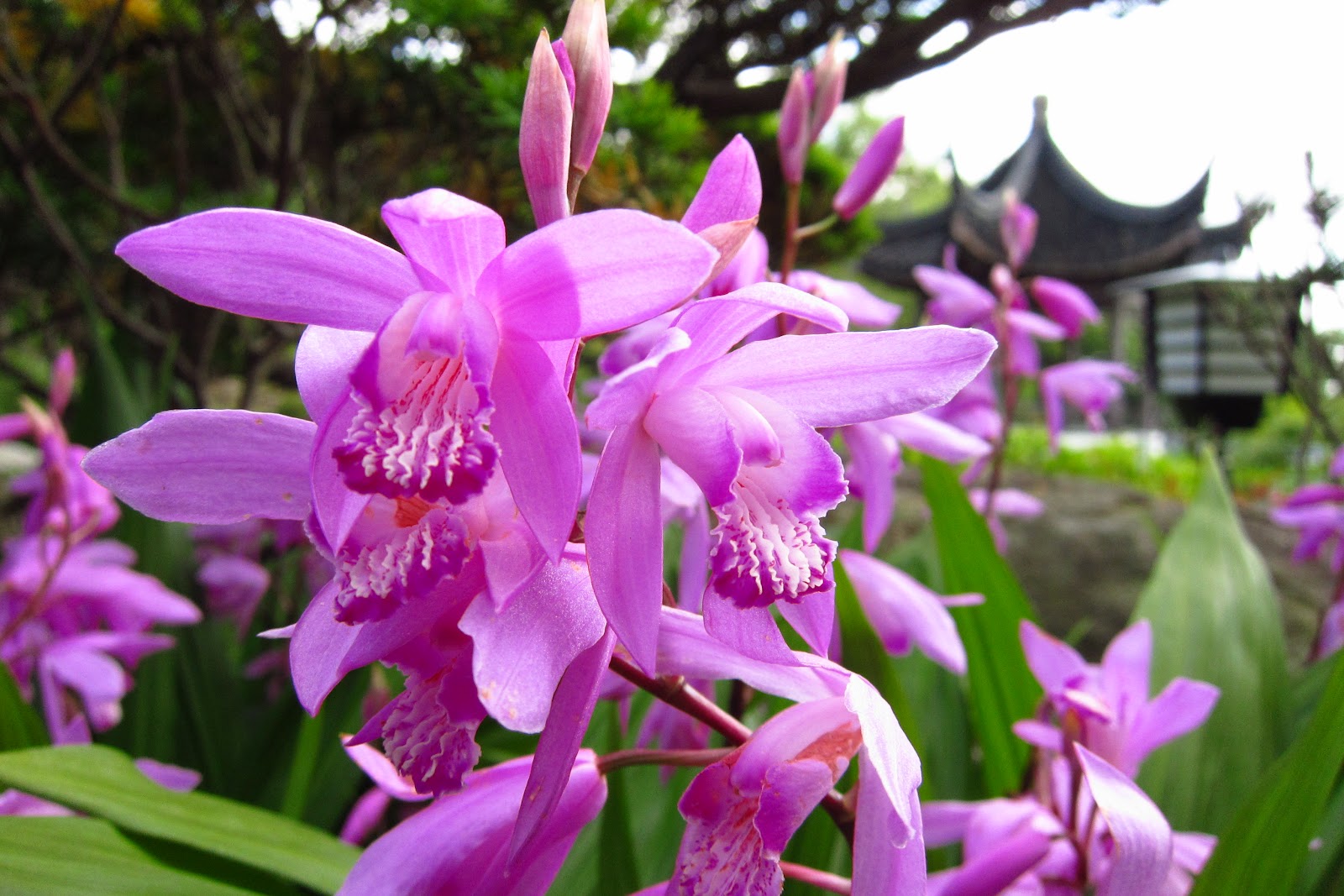 Round of the Seasons in Japan: Bletilla striata