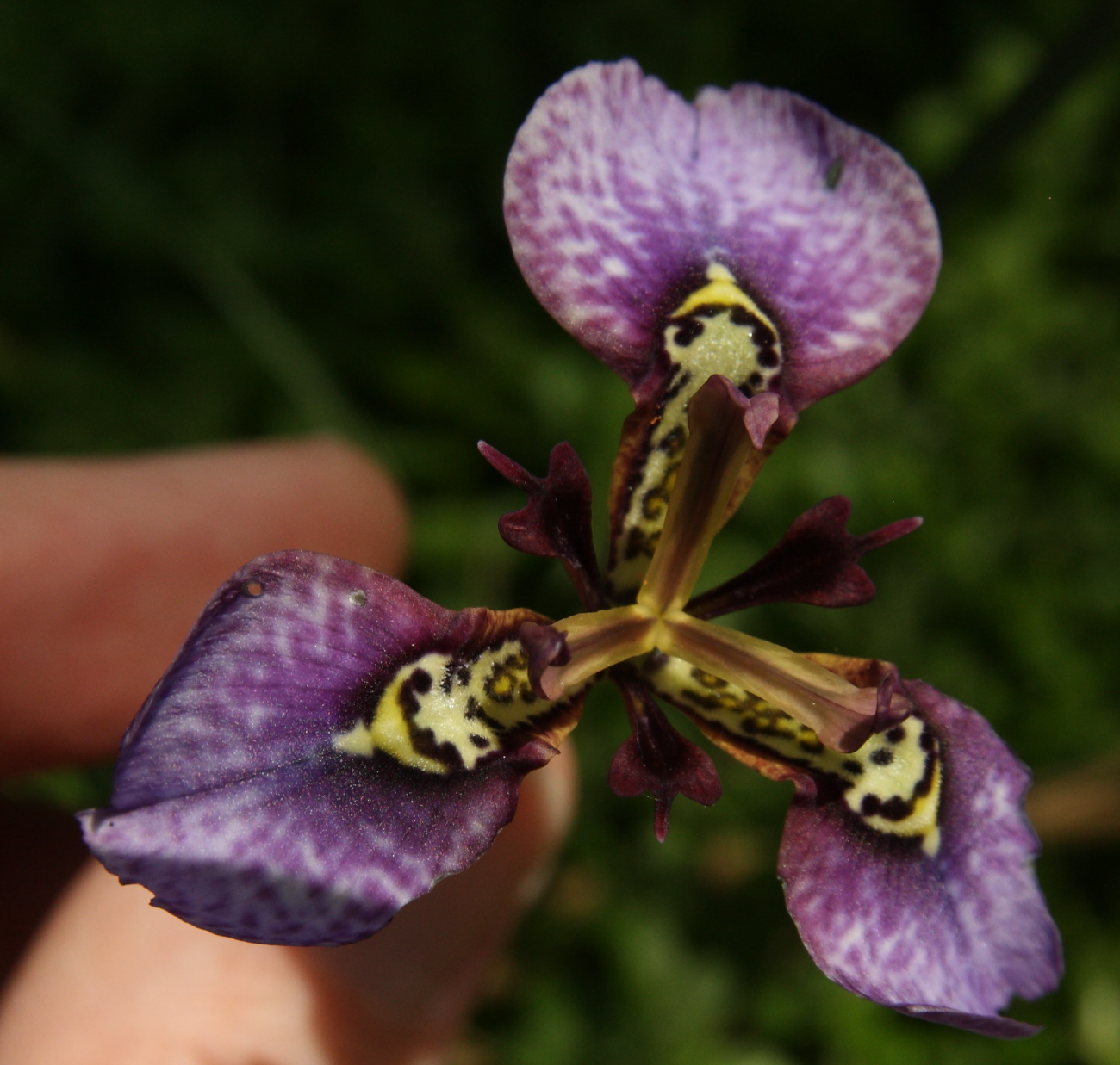 Growing Cool Plants: Moraea MM 12-194