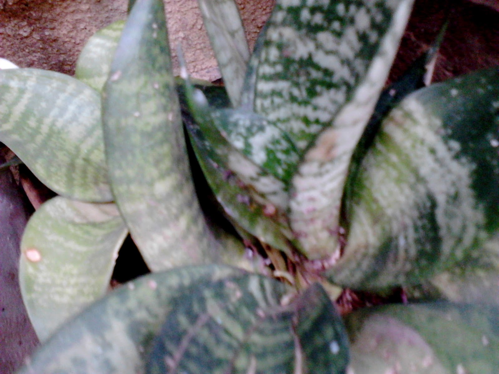 Garden Care Simplified: Natural Pest Control and Air Purification ...