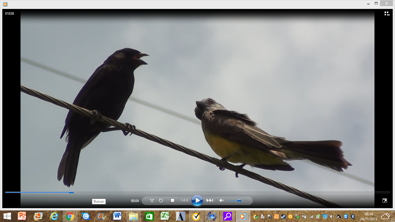Flores, frutos e aves de Brasília e do Cerrado: AVES EMBLEMÁTICAS DE ...