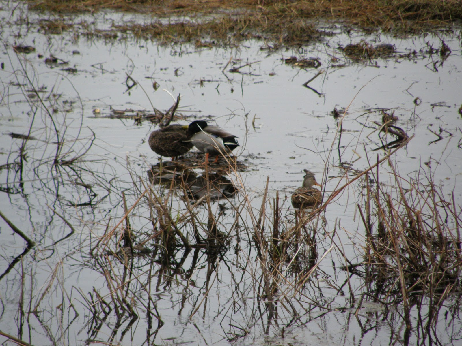Concerned Citizens Around Murphy: Wetlands Coverup