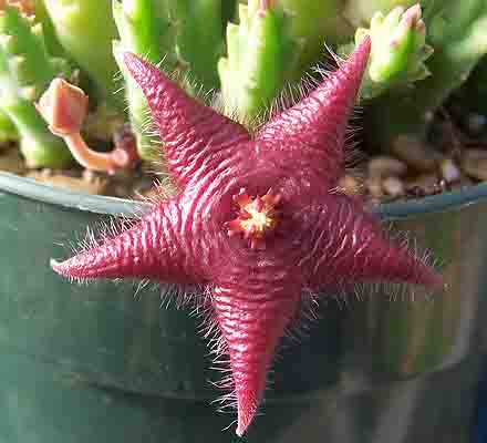Oregon Cactus Blog: Stapelia paniculata subsp. scitula