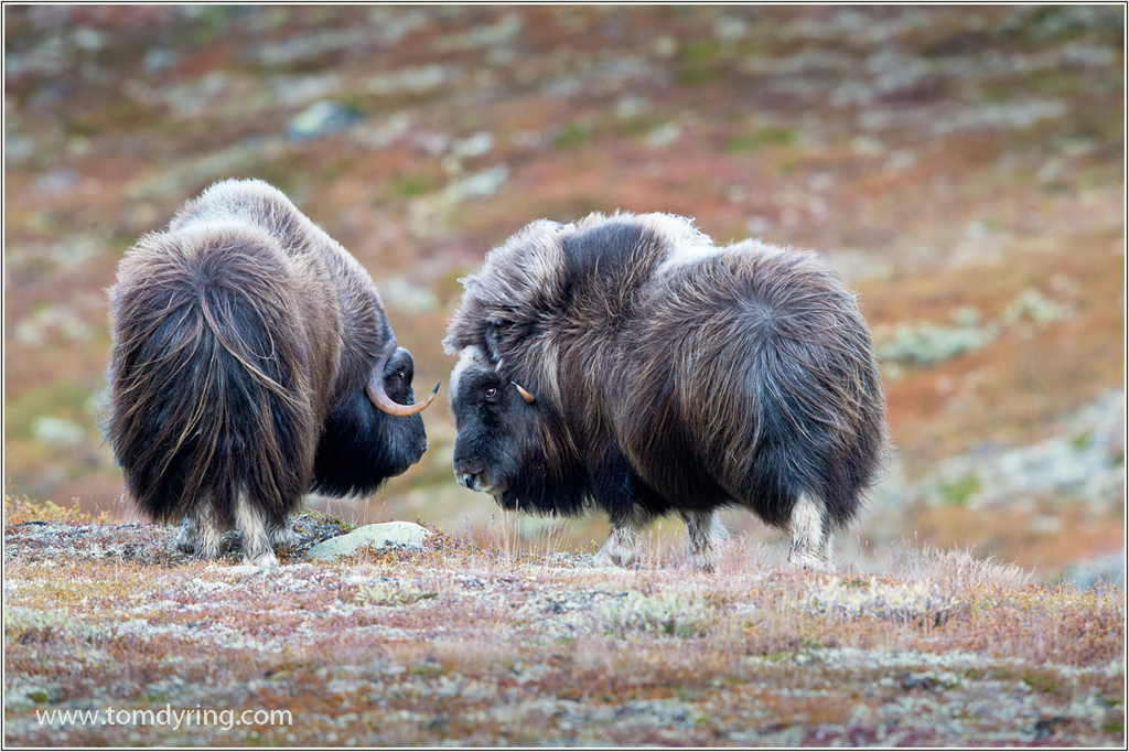TOM DYRING WILDPHOTO / NN: MOSKUS / MUSK OXEN IN DOVRE MOUNTAIN PLATEAU