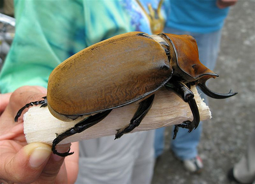Costa Rica Invest: Pet Beetles in Costa Rica