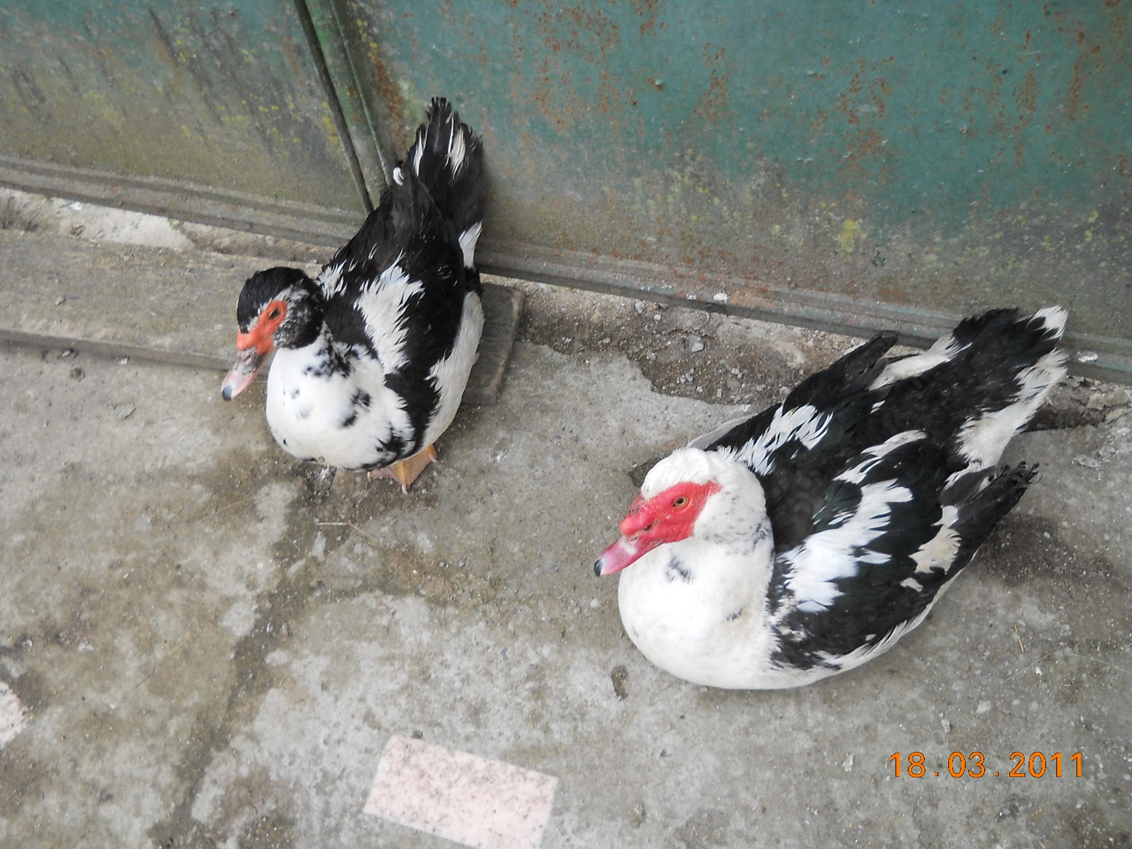 blogul lui carmen: pasari de curte