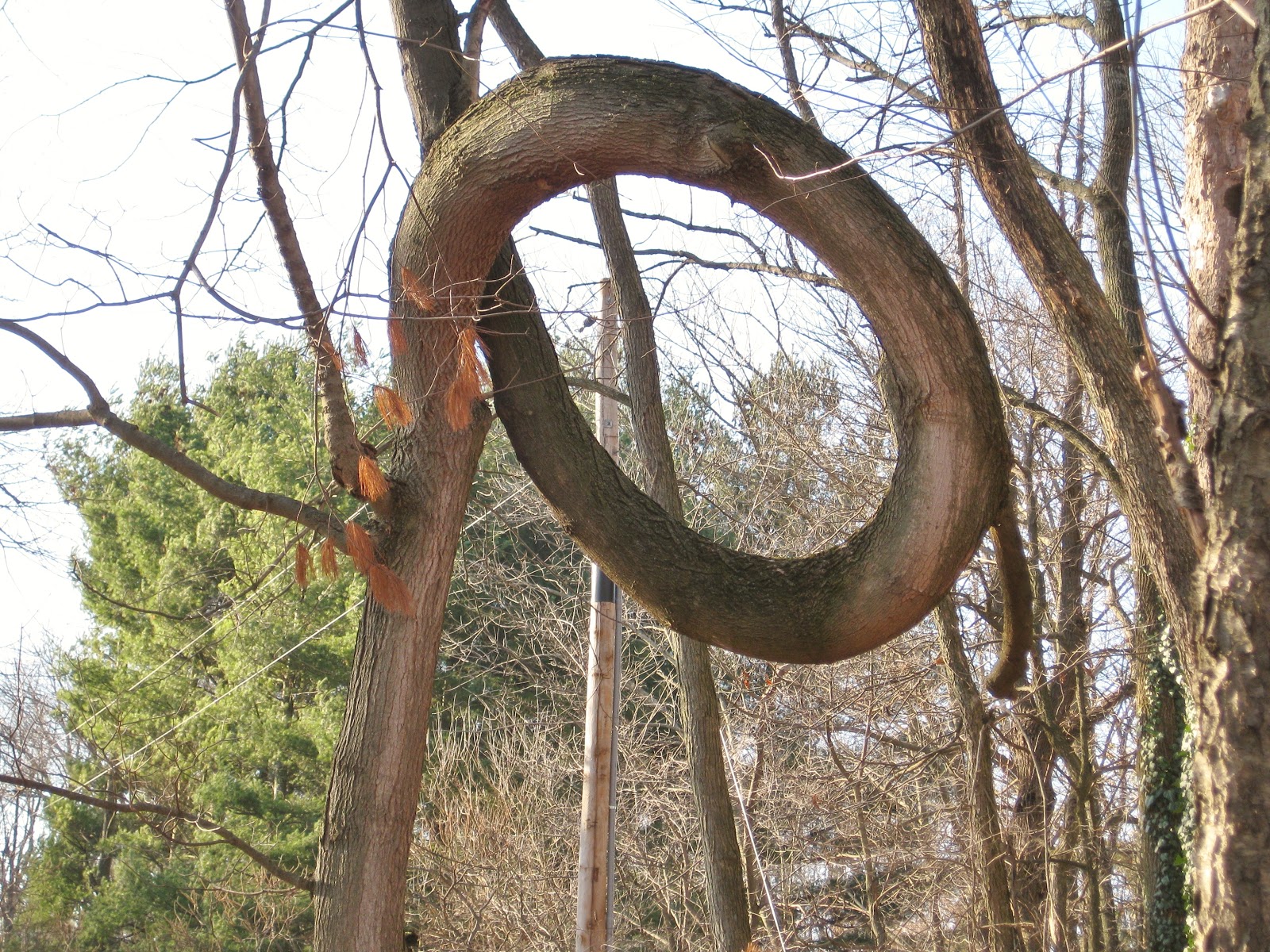 GeoEcology: Ring-bole, extraordinary tree recovery