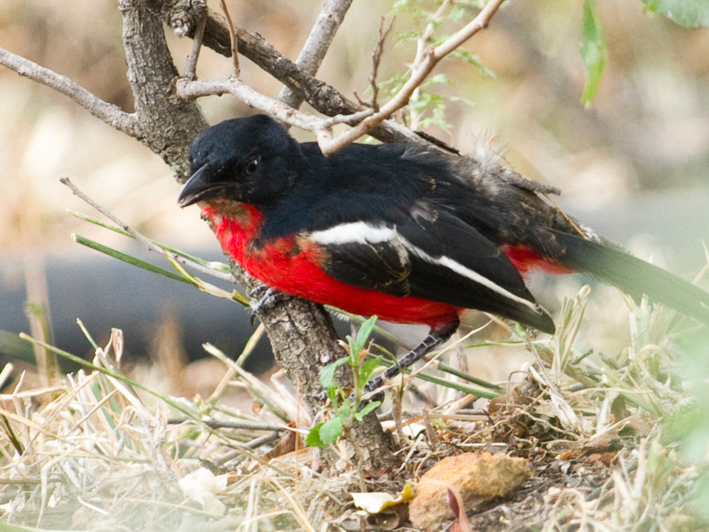 Birding For Pleasure: Crimson - breasted Shrike in S.A - EXTRA