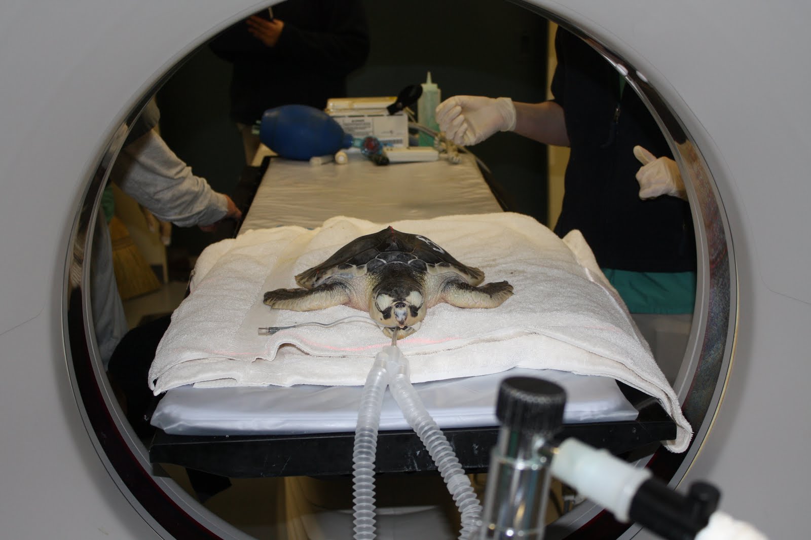 Quigley's Cabinet: CT scans