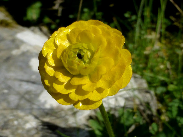 rocayflor: junio 2015