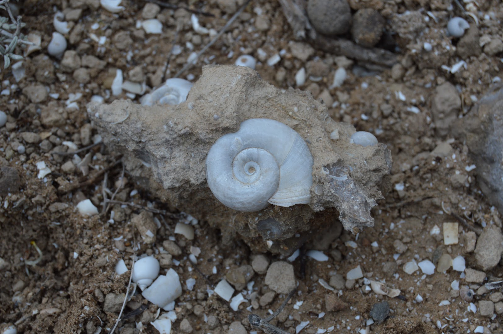 Blog de campo y minerales: enero 2018