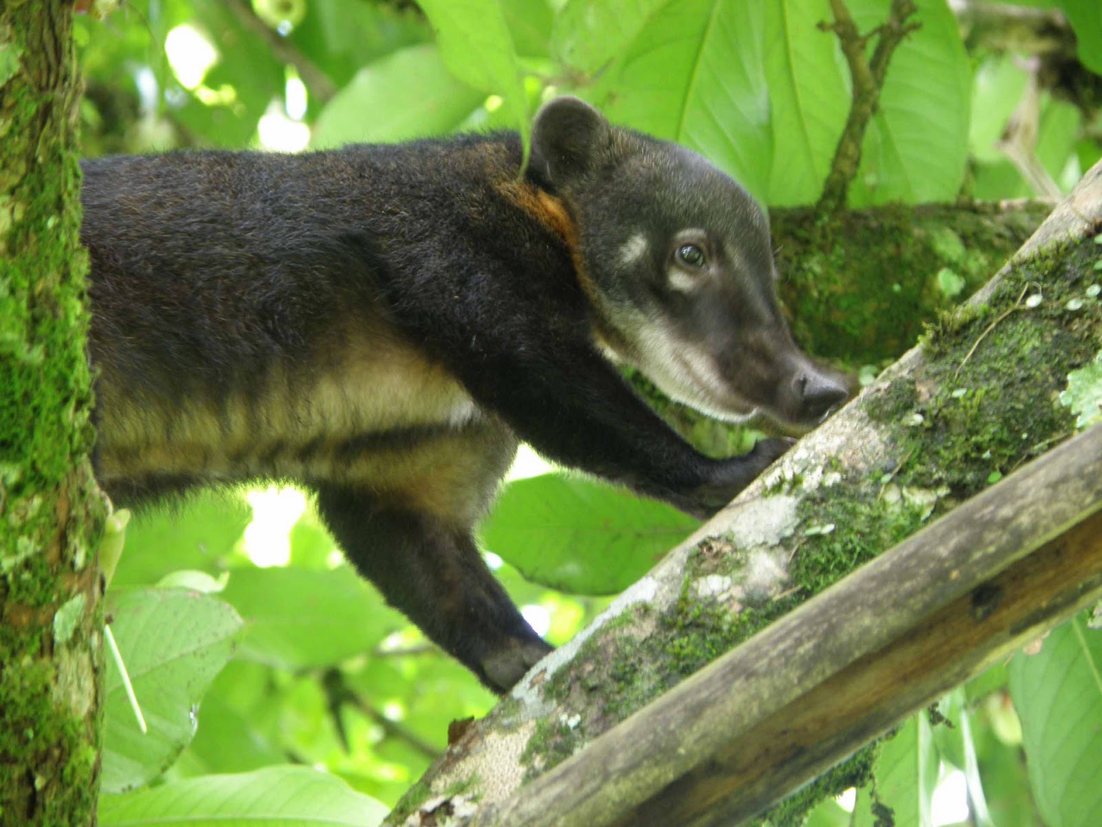 El Berenjena: Tensión superficial (Primera entrega)