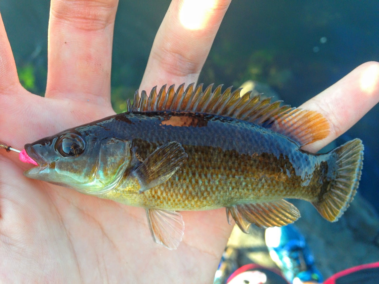 Bass on the Golf Course: Belmar Bergalls