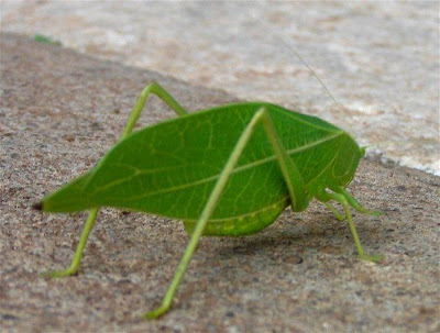 Bonne humeur, Détente et Découvertes: l'INSECTE FEUILLE, LEAF INSECT OU ...