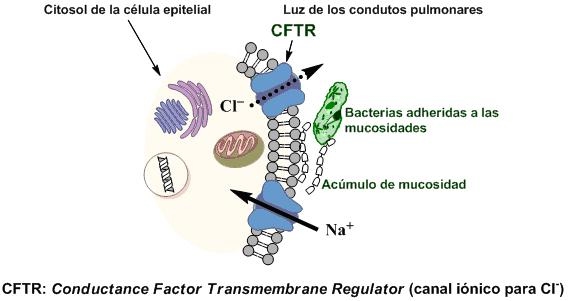 BR-Lab Genomics : Genética de la Fibrosis Quística