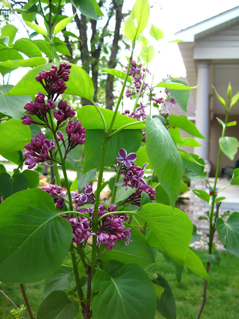 Enjoying My Garden: Lila