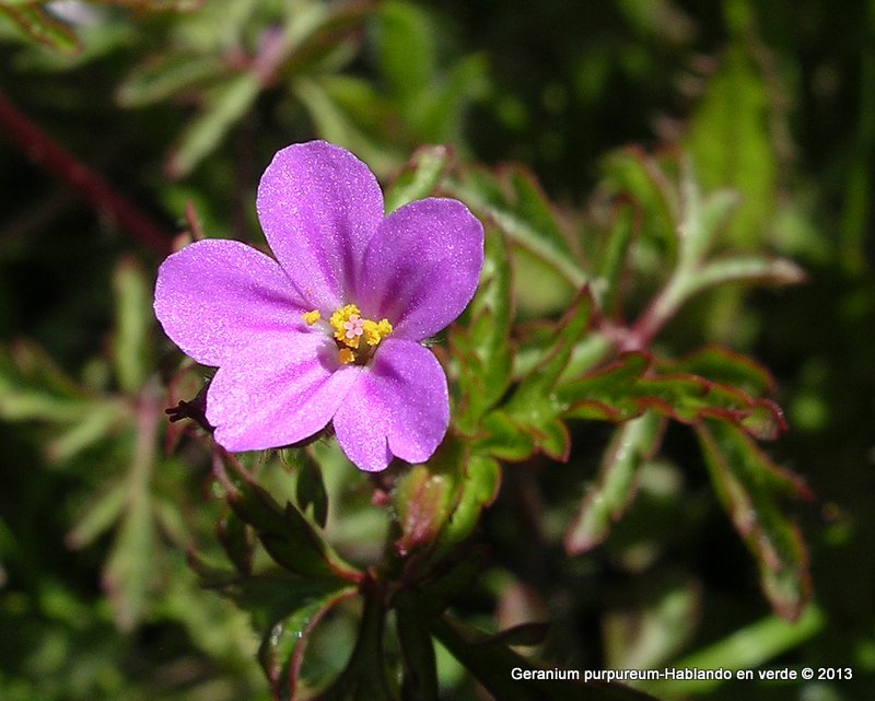 Hablando en verde: Geranium purpureum