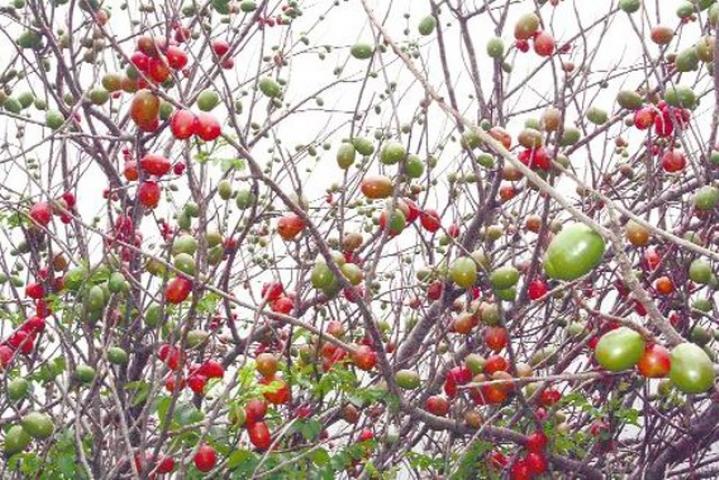 Liliana Usvat - Reforestation and Medicinal use of the Trees : Maya ...