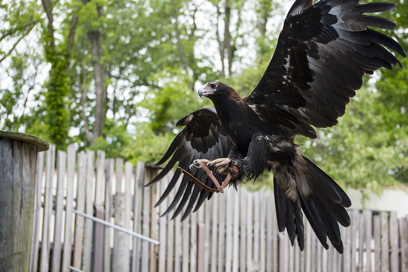 World Bird Sanctuary: Duncan The Magnificent