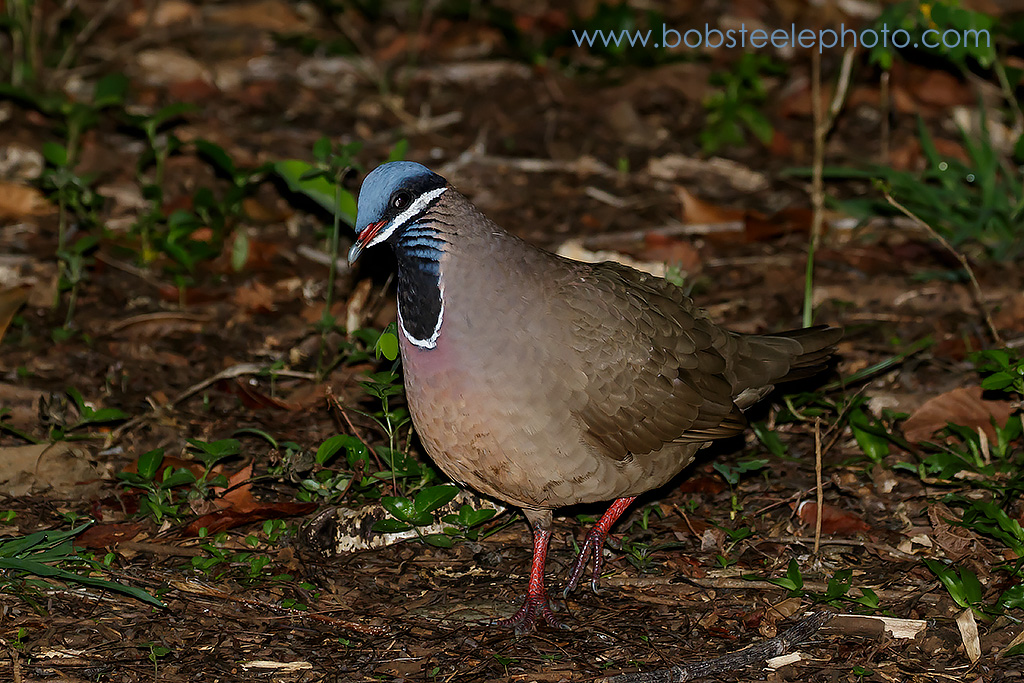 Binoculars in the Backcountry: Cuba Bird Survey